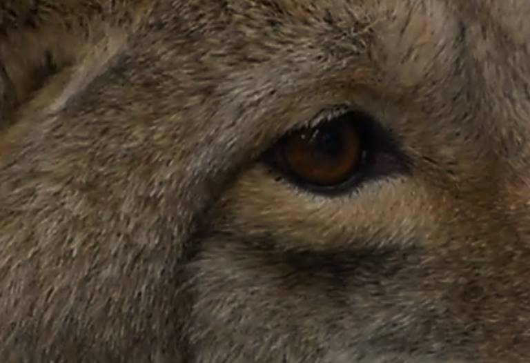 Video: "Coyotes", nuevo sencillo de Modest Mouse